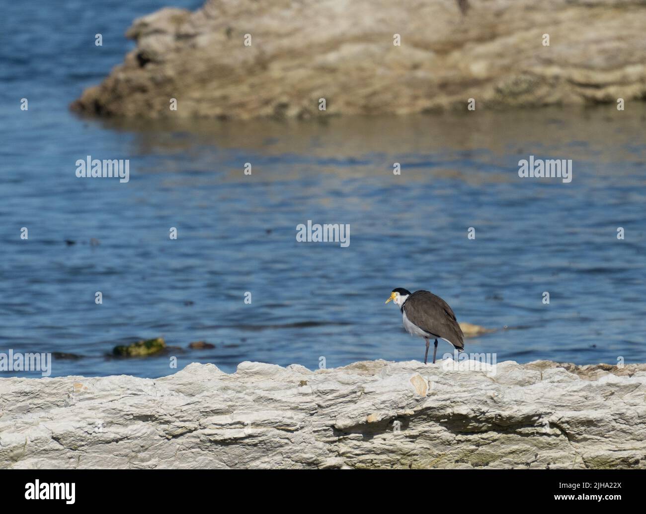 Spur winged plover on foreshore rock at Kaikoura Stock Photo - Alamy