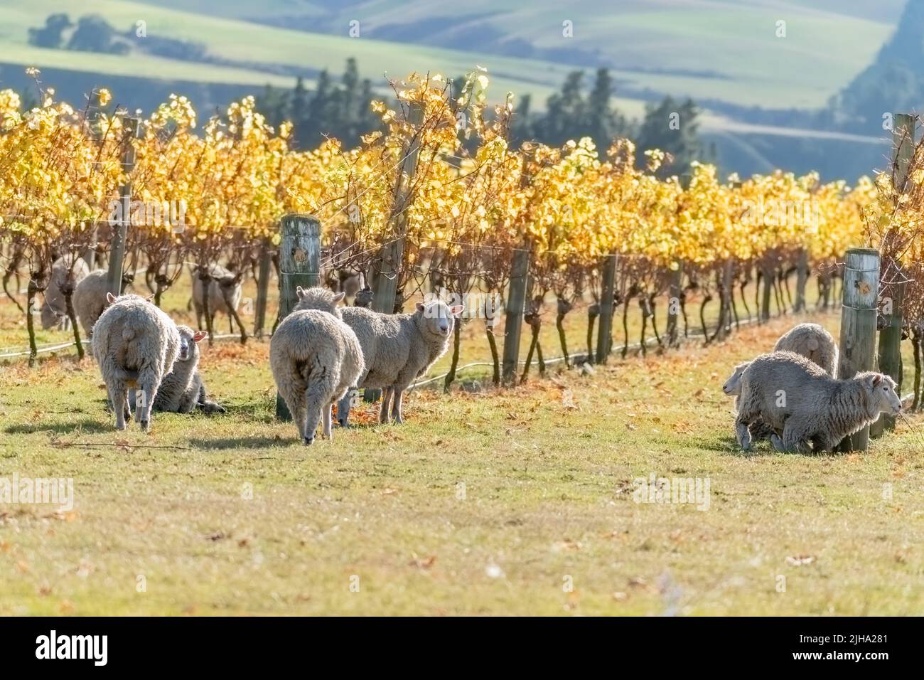 Grazing vineyards hi-res stock photography and images - Alamy