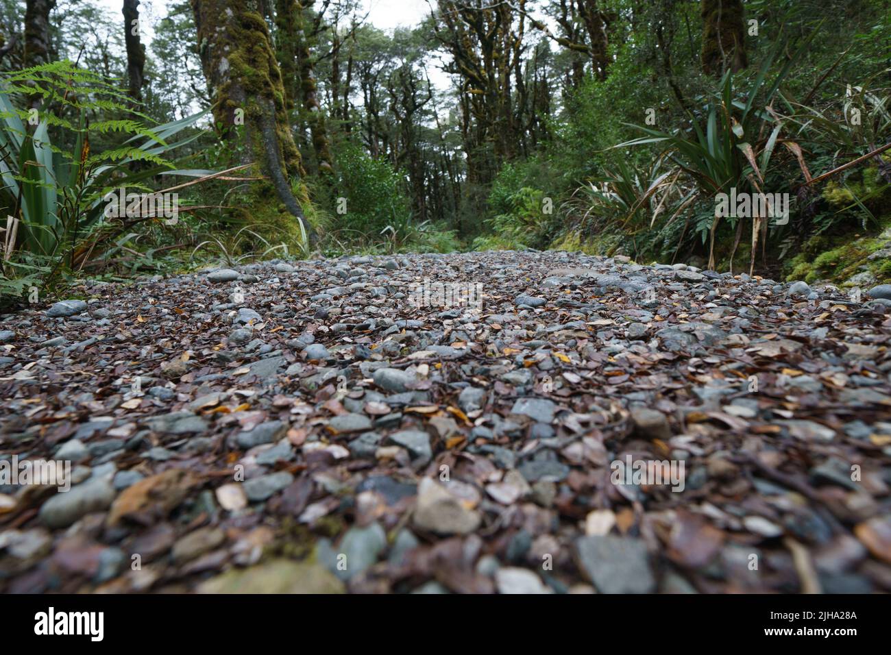 Stone or shingle path through luxuriant New Zealand rainforest in South ...