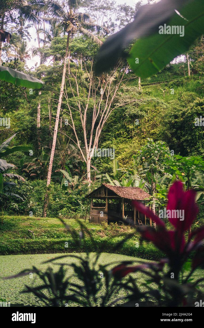 Hut in the Jungle Stock Photo - Alamy