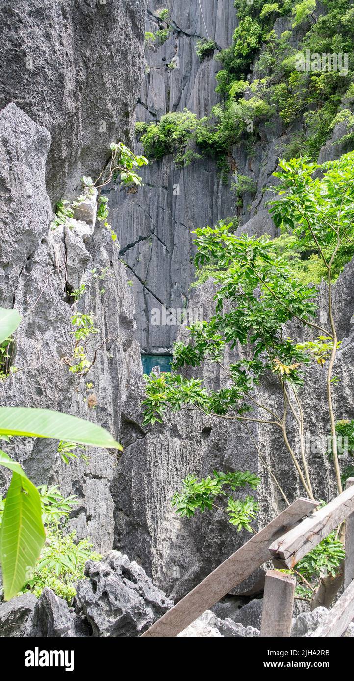 Pristine water at Barracuda Lake, Coron, Palawan. Surrounded by ...