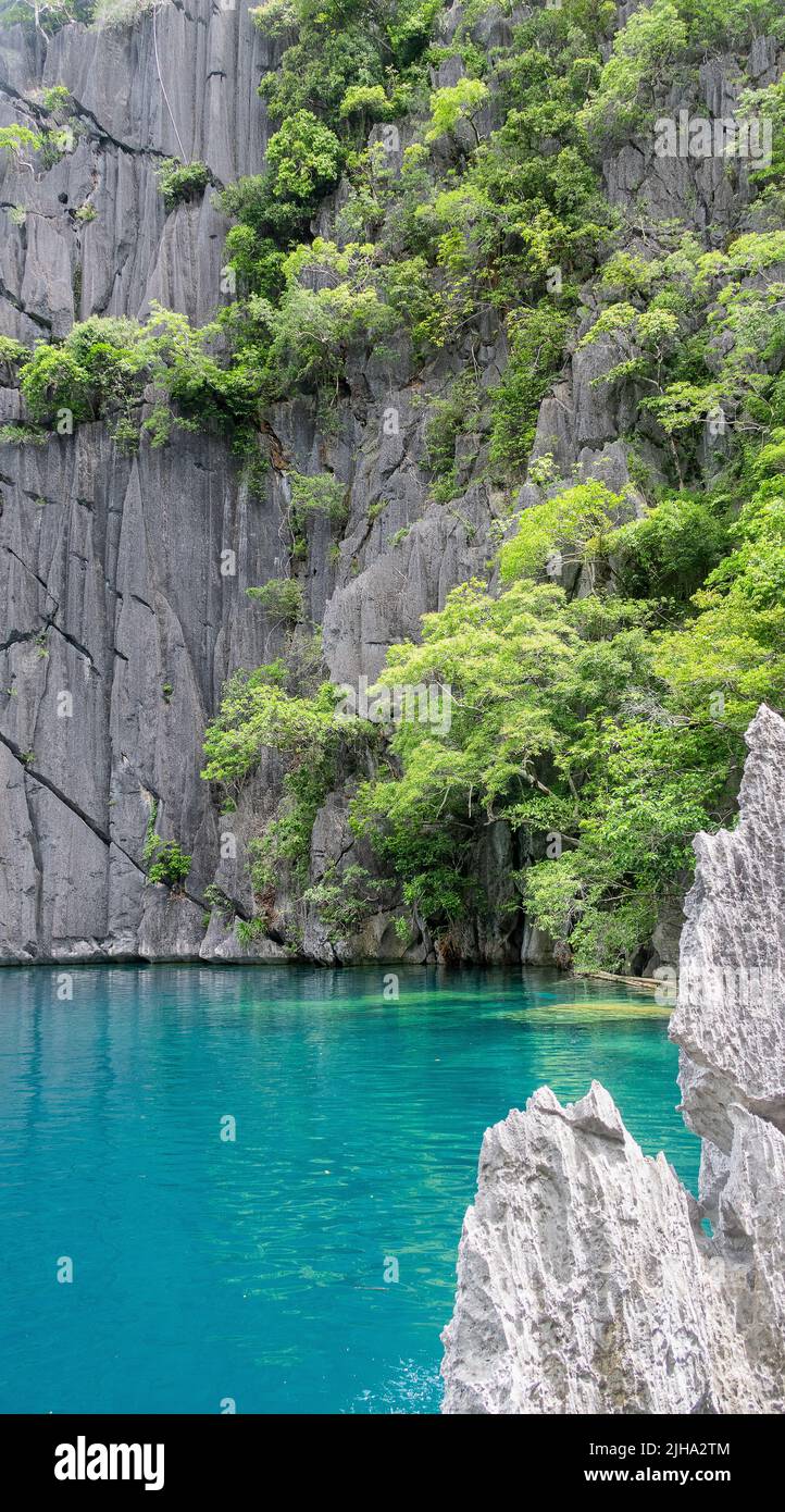 Pristine water at Barracuda Lake, Coron, Palawan. Surrounded by ...