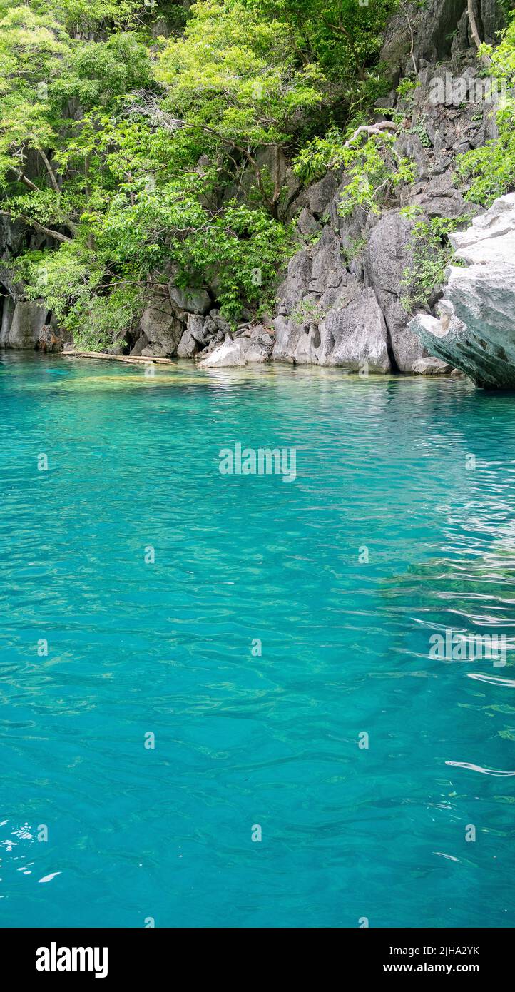 Pristine water at Barracuda Lake, Coron, Palawan. Surrounded by ...