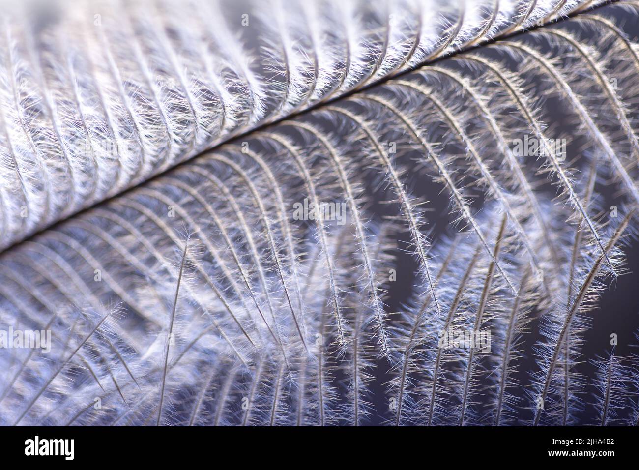 Soft focus bird feathers.Chicken feather textures for background ...