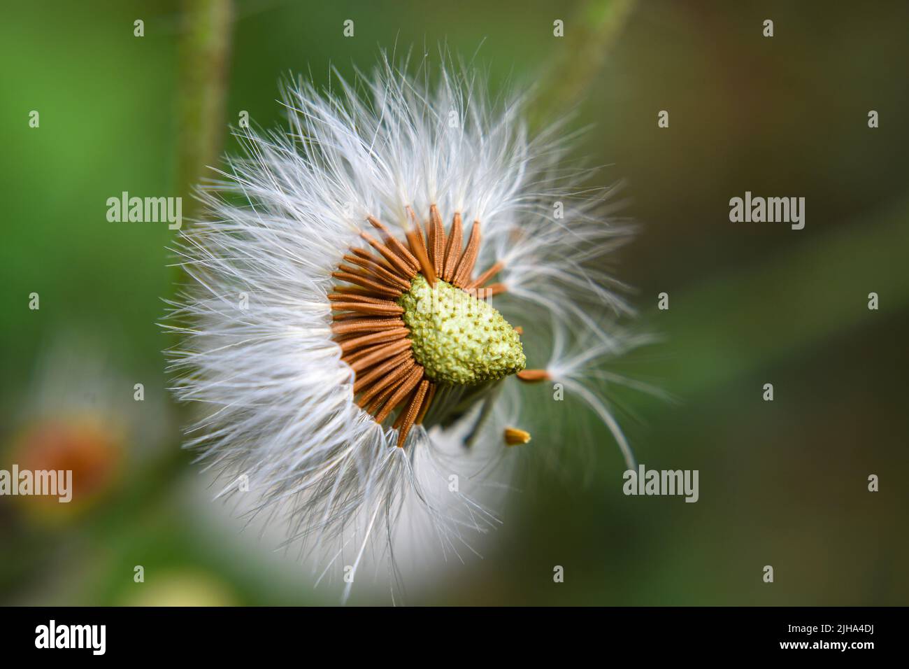 Closeup view of Ripe fruits of Common dandelion, It is the familiar ...