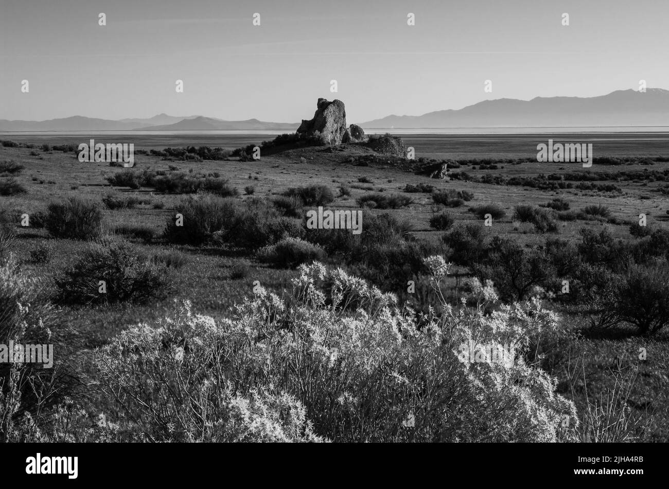Great salt lake utah plant Black and White Stock Photos & Images - Alamy