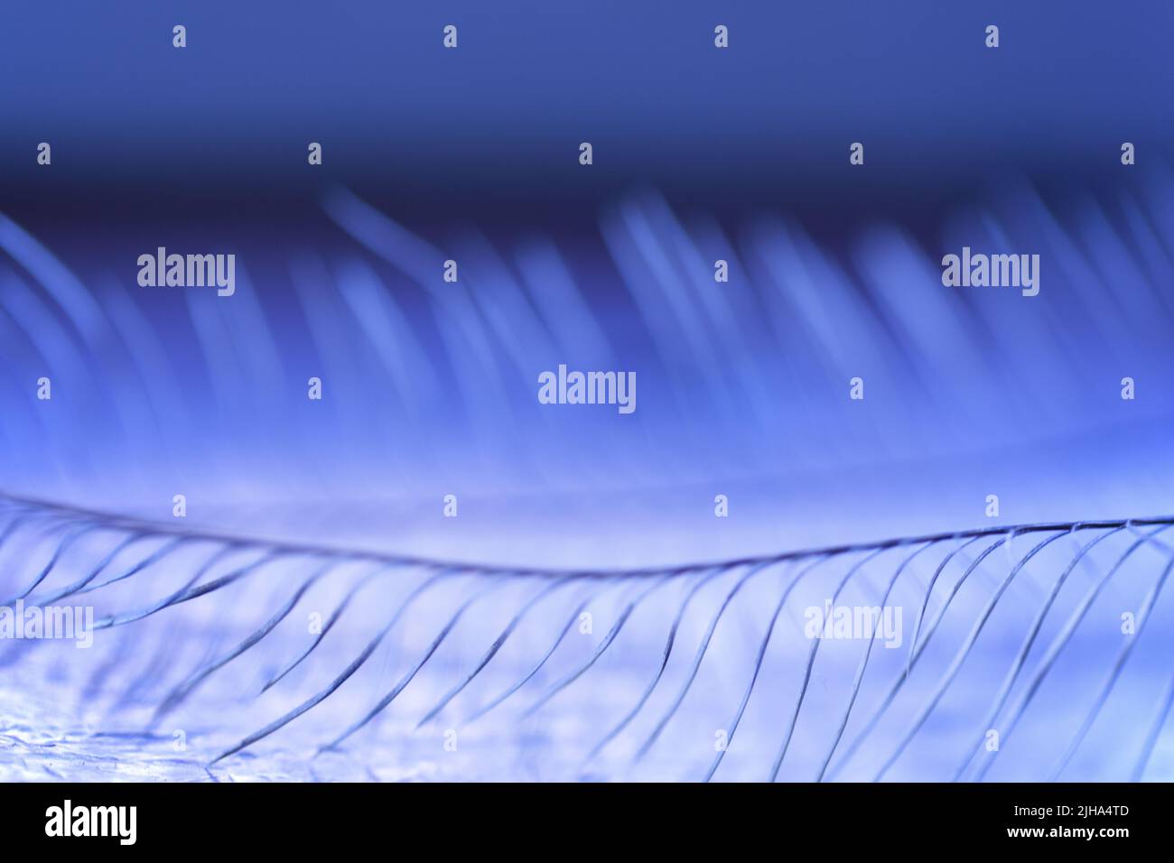 Abstract blurred blue gentle background. Defocused bird feather ...