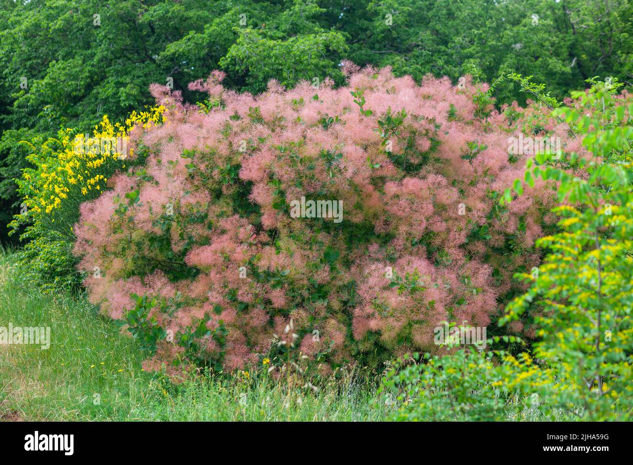 Flowering bush, Pink Sumac Smoke tree at sunlight, Nature Stock Photo ...