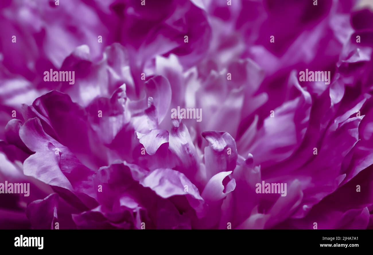 Soft focus, abstract floral background, Purple peony flower petals ...