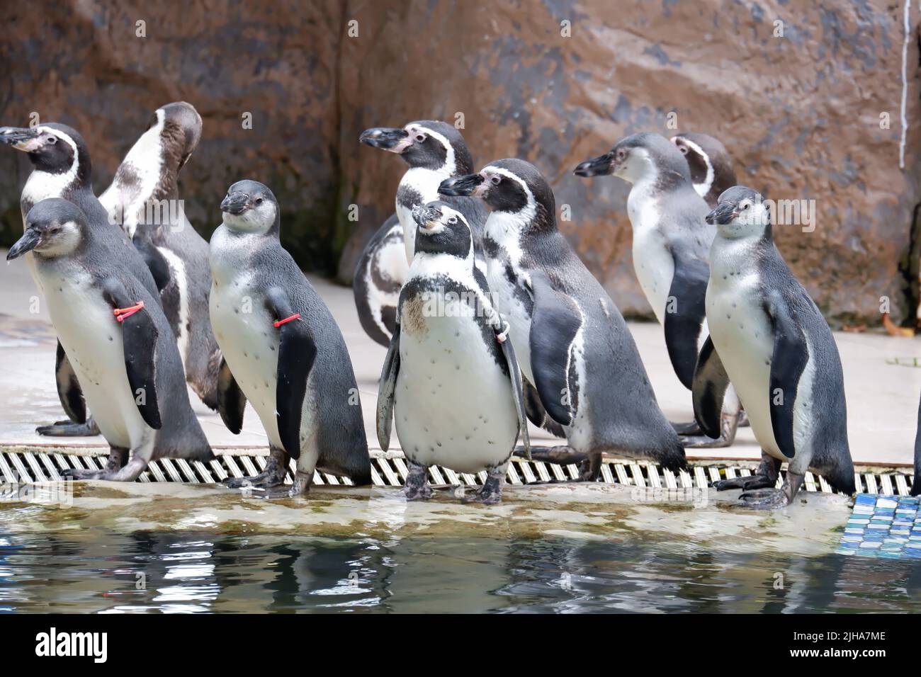 Photo of the penguin in the zoo Stock Photo - Alamy
