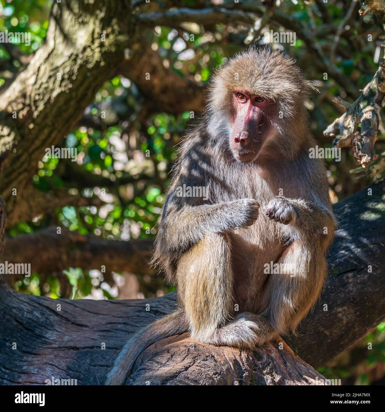 The close-up view of a Baboon sitting on the tree thinking Stock Photo ...