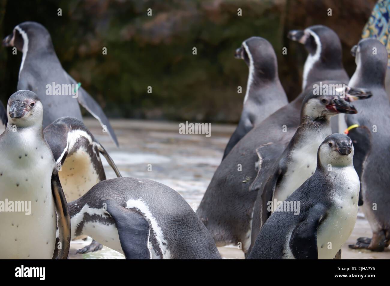Photo of the penguin in the zoo Stock Photo - Alamy