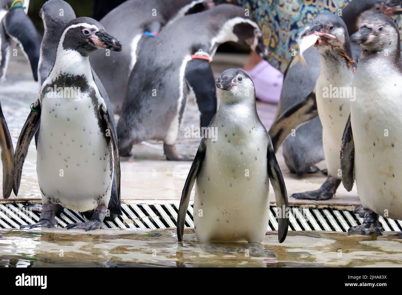 Photo of the penguin in the zoo Stock Photo - Alamy