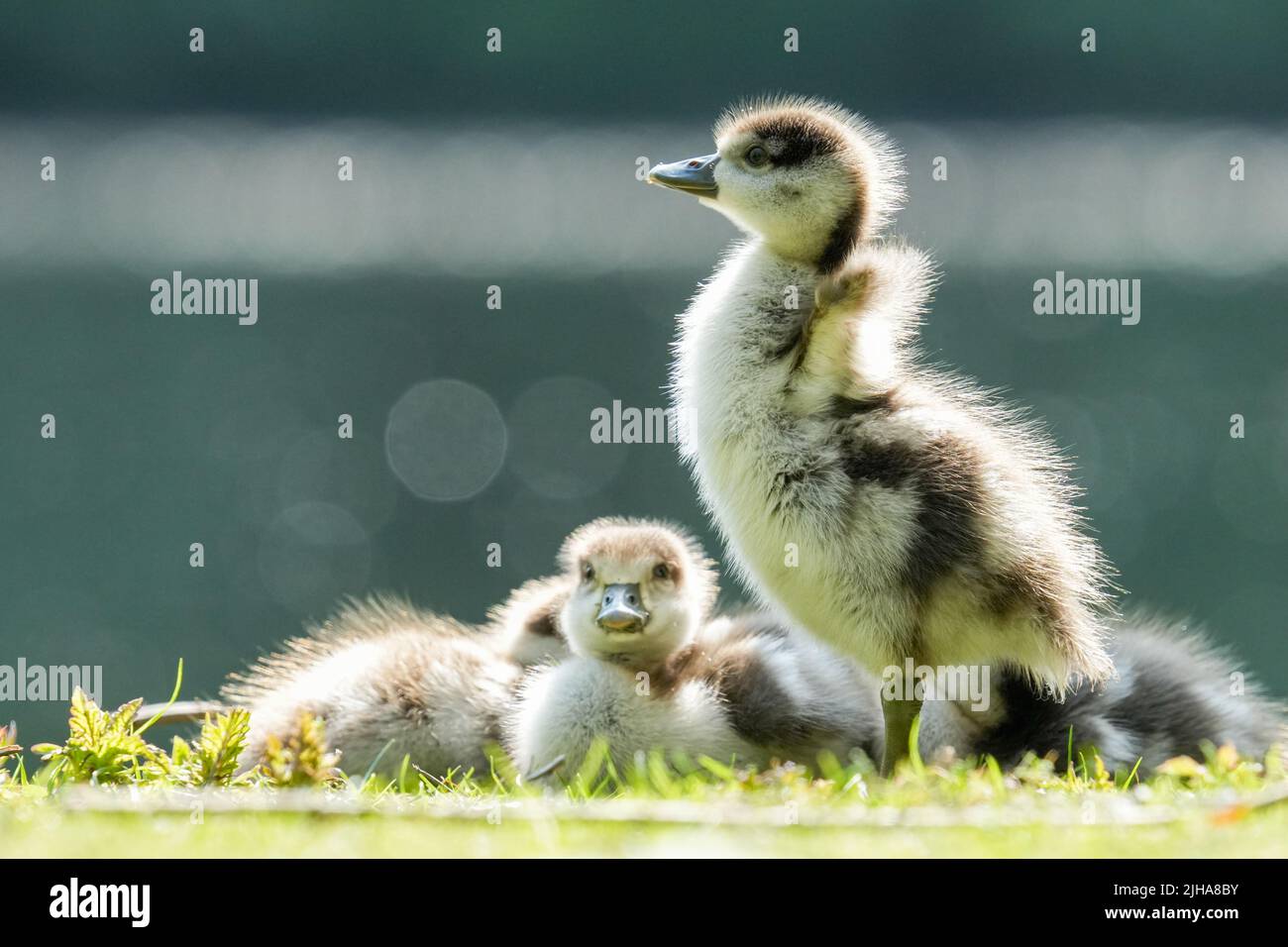 A baby ducklings standing and sitting on the grasses Stock Photo - Alamy