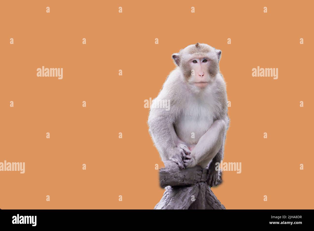 monkey cut orange background so easy to use Stock Photo - Alamy