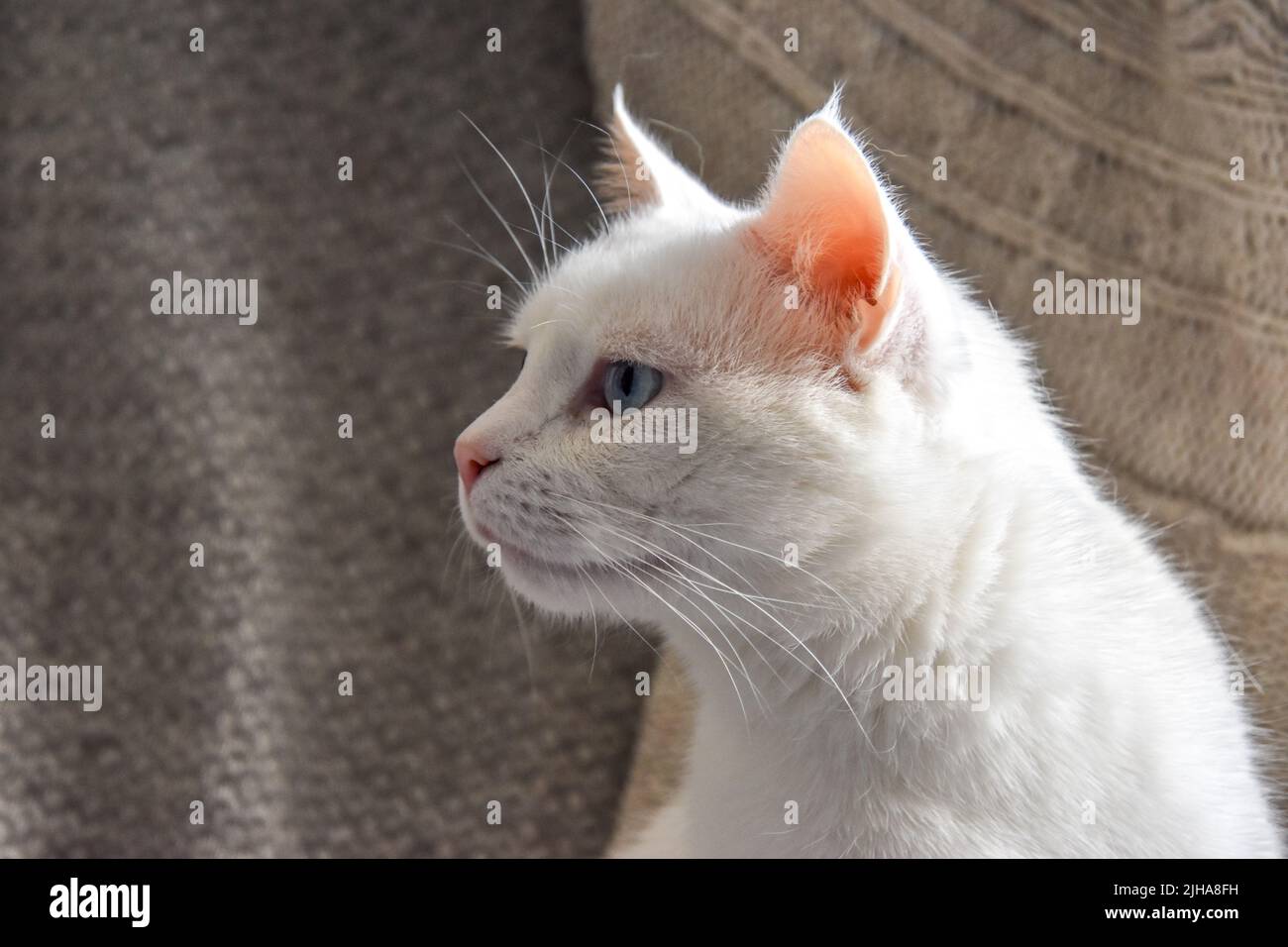 A fluffy white curiously watching something Stock Photo - Alamy