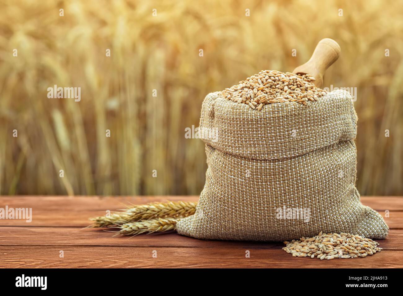 wheat grains in burlap sack with scoop on table outdoors Stock Photo ...