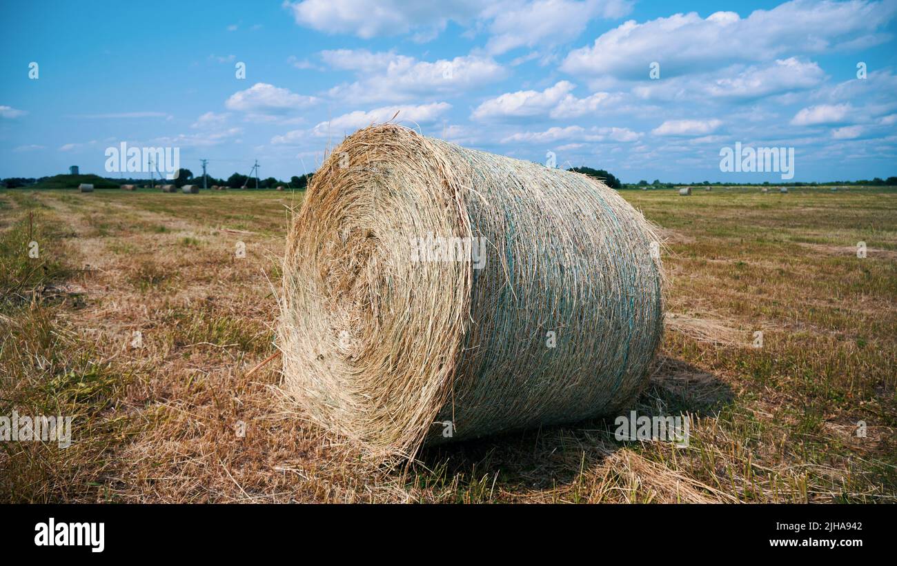 Hay making. Round bale of hay in the agricultural field Stock Photo - Alamy