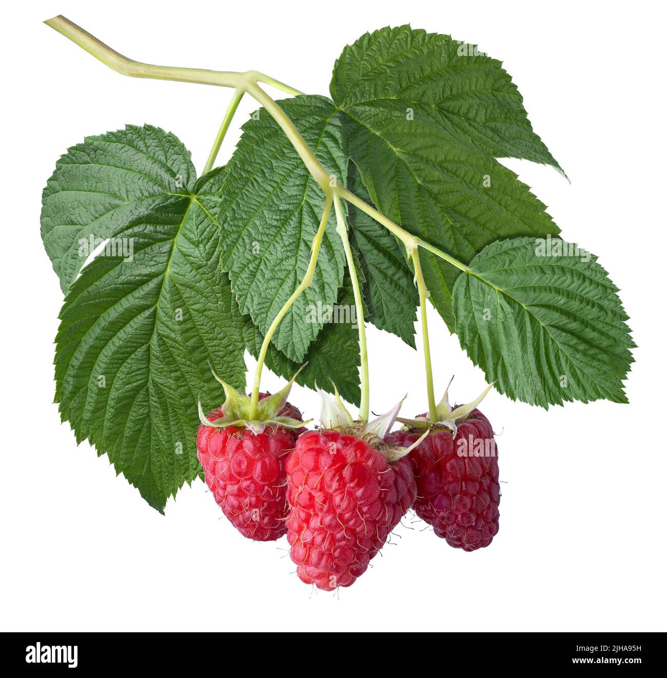 ripe raspberries on branch with leaves isolated Stock Photo - Alamy