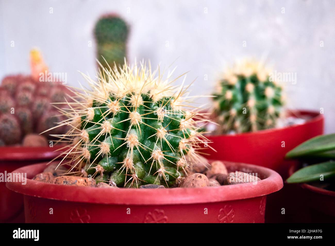 Indoor cactus close-up. Small green cactus Stock Photo - Alamy