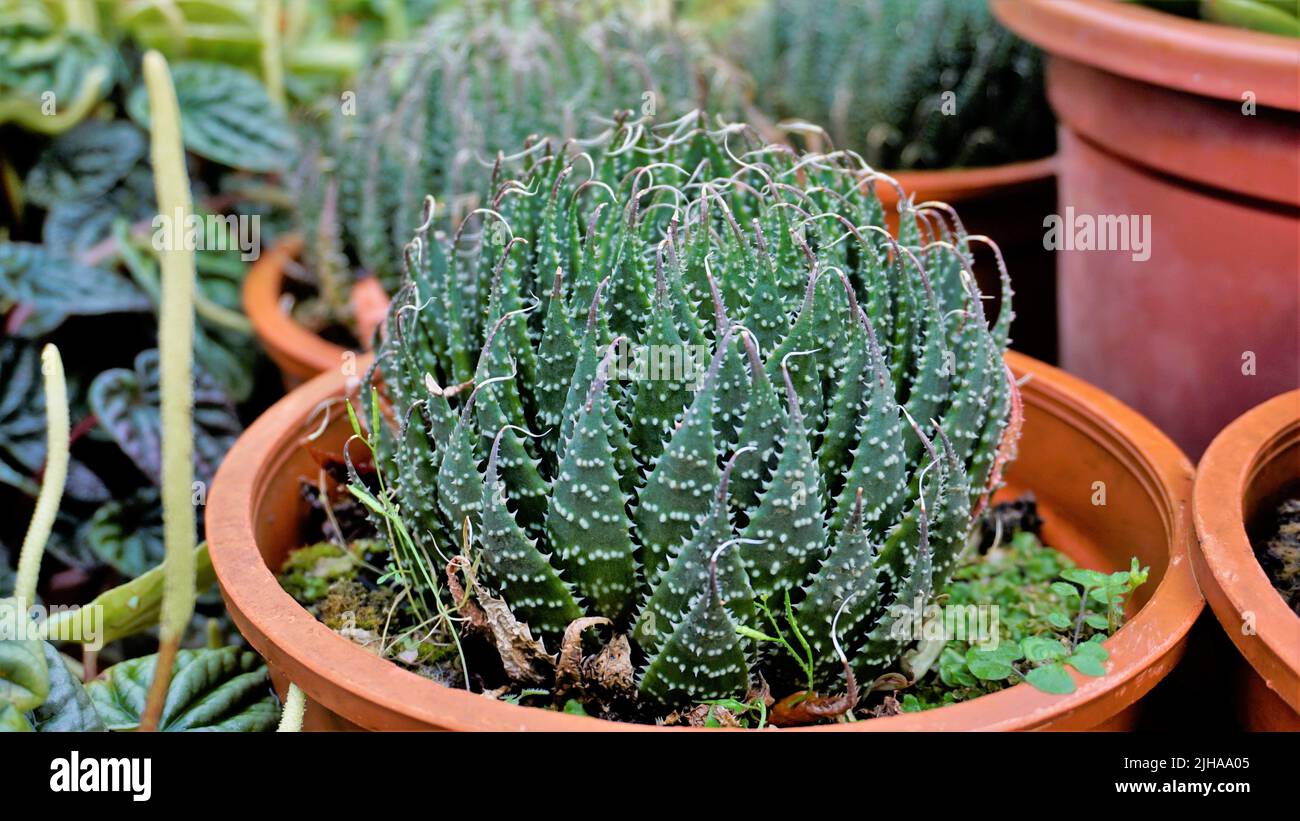 Beautiful Aloe aristata also known as Lace aloe, Torchplant, Guinea ...