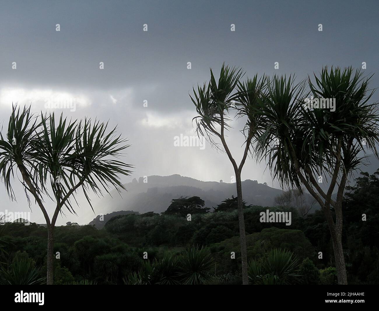Winter rain storm with cabbage trees Stock Photo - Alamy