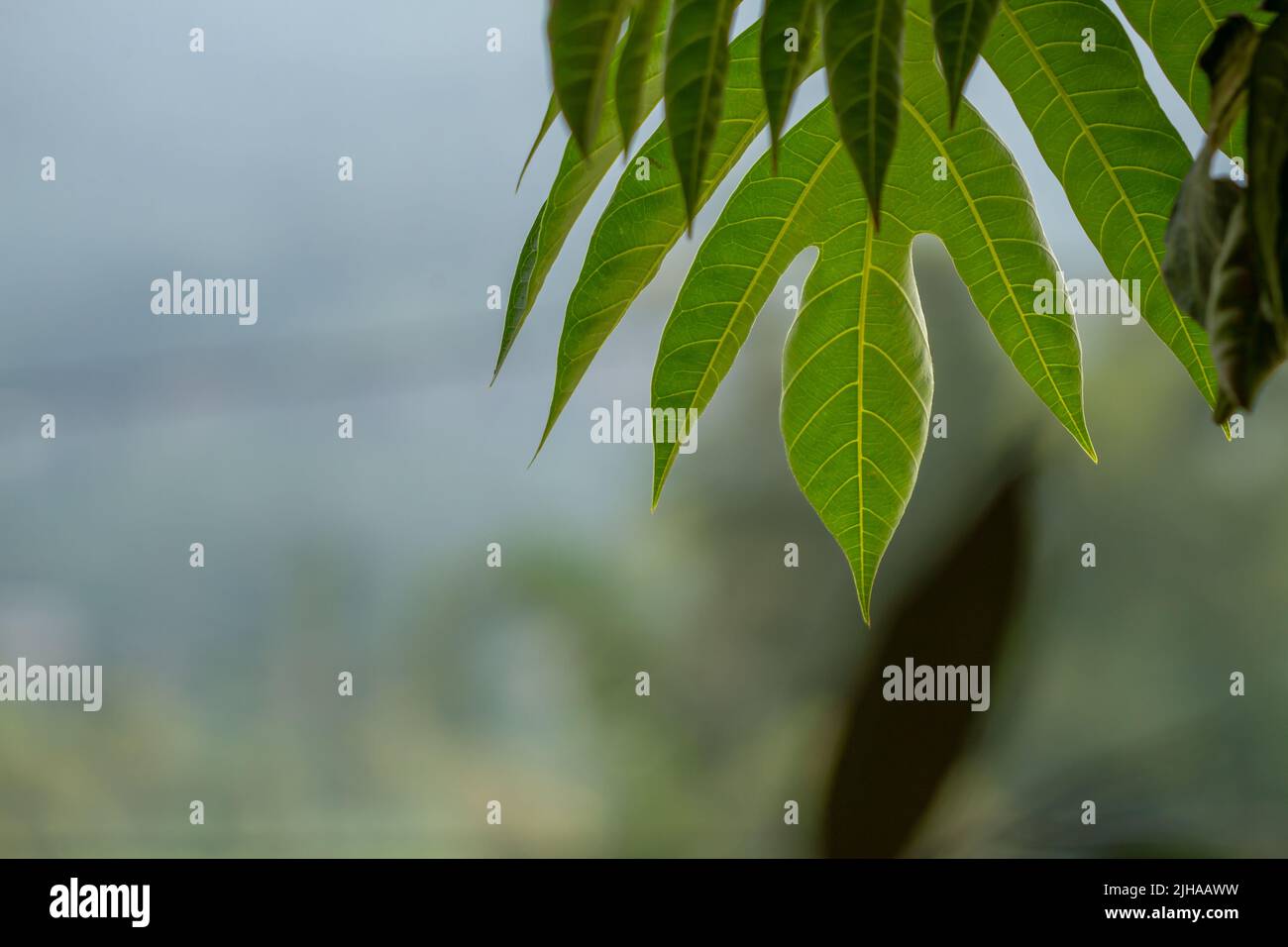 The leaves of the bread fruit plant are wide green, the surface is a ...