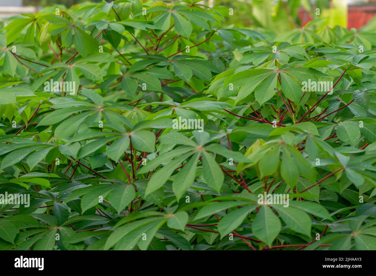 Green cassava leaves in the garden, used for vegetable supplies, meet ...