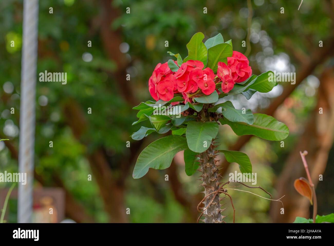 A pink crown of thorn flower with green leaves, the tree trunk has ...