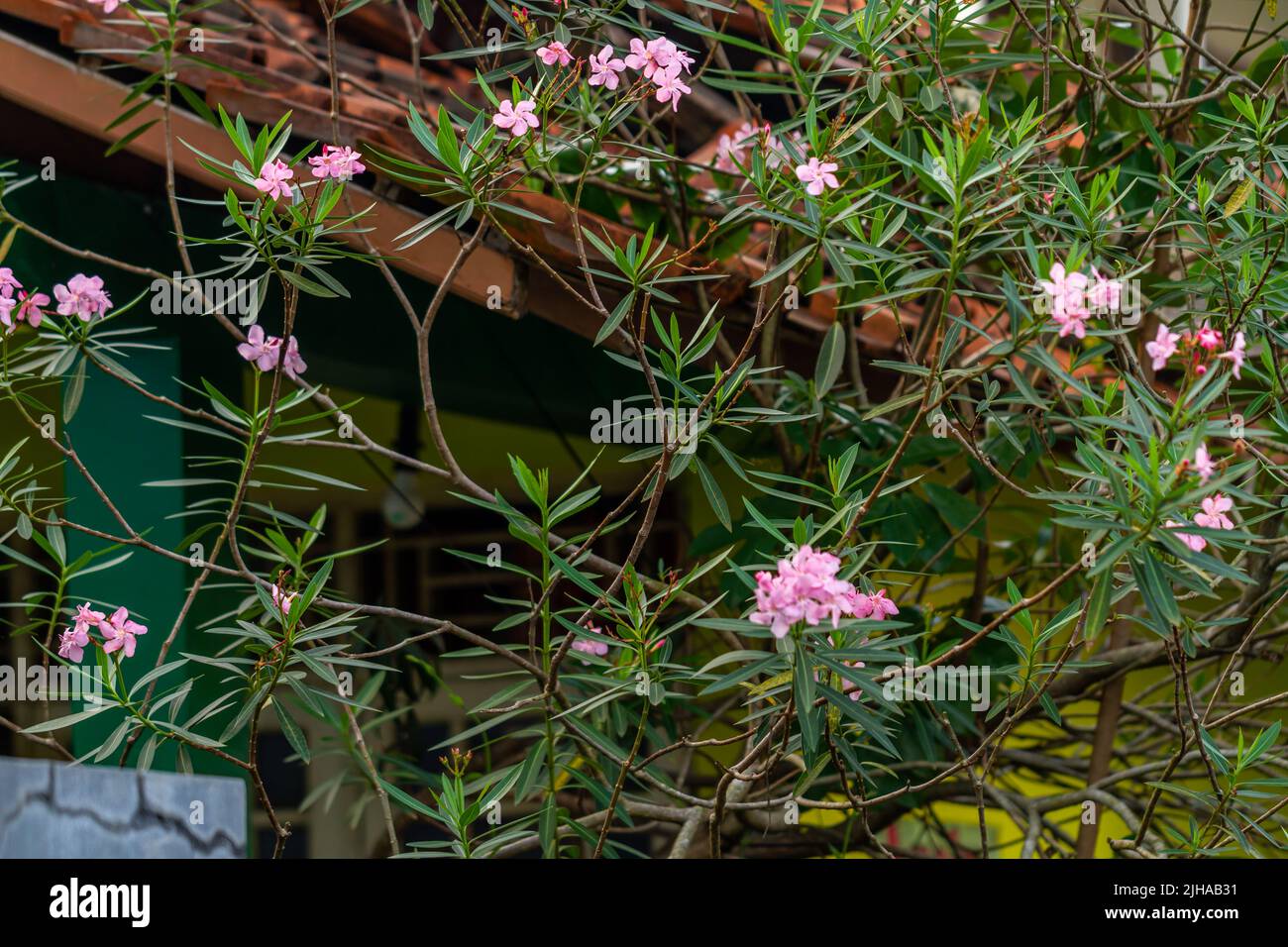 Purple Oleander Tree