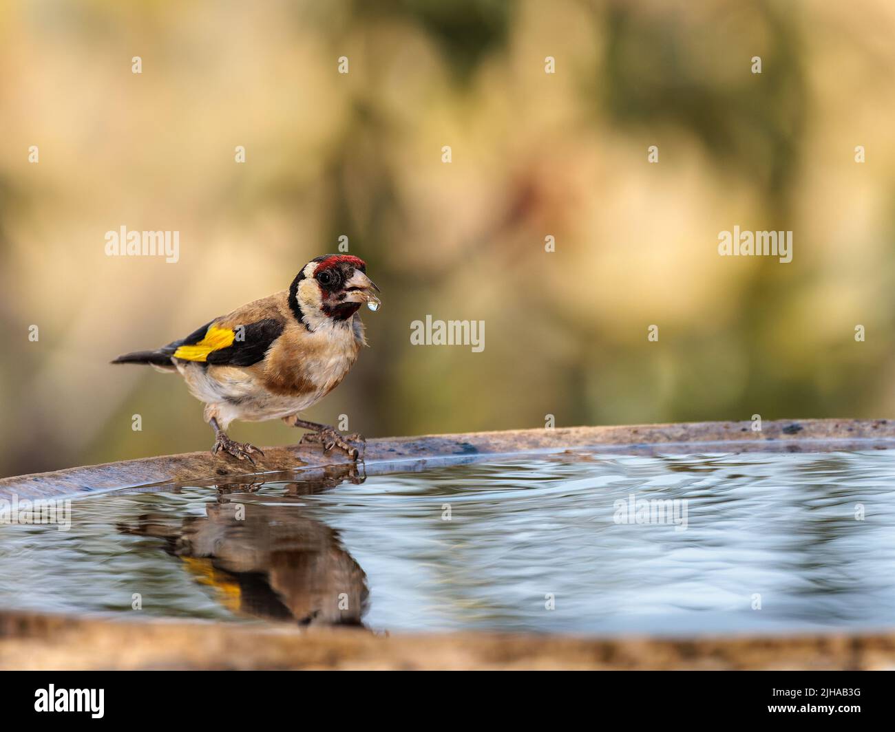 European goldfinch or simply the goldfinch (Carduelis carduelis Stock ... European goldfinch or simply the goldfinch (Carduelis carduelis Stock ...