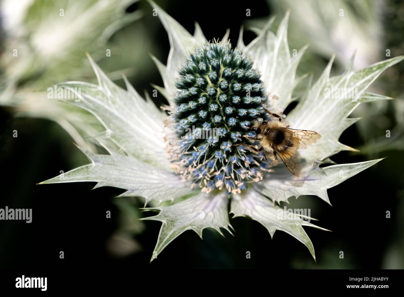 A Miss Willmott's Ghost (Eryngium giganteum) with a Bee on it Stock ...