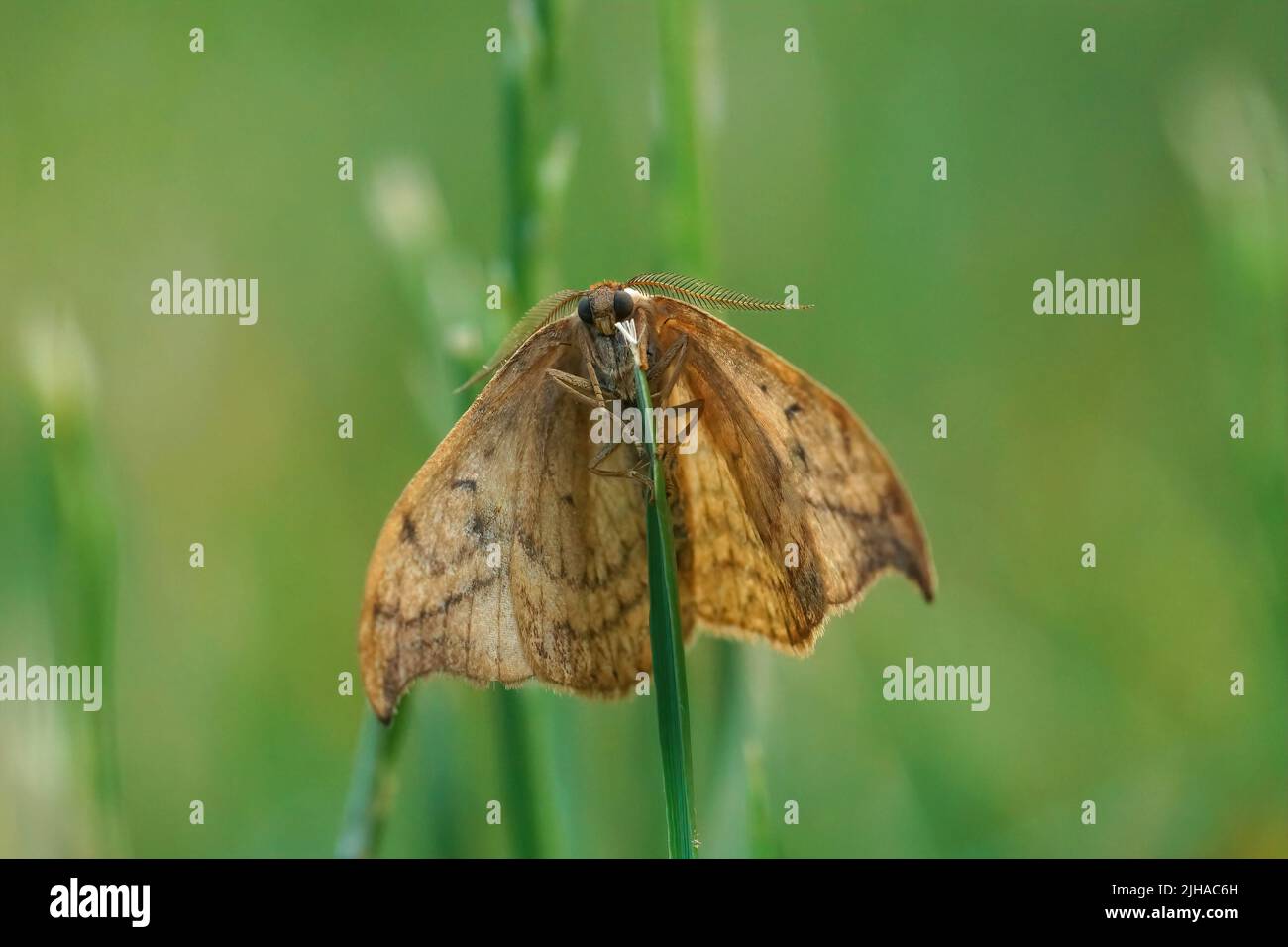 Drepana hi-res stock photography and images - Alamy