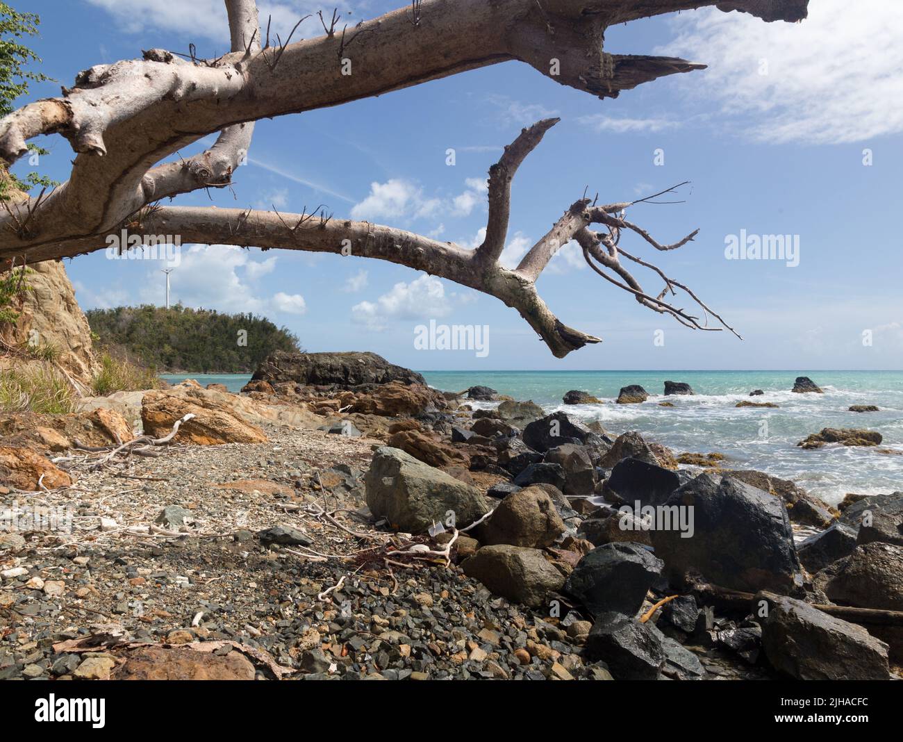 A dry old tree on a rocky seashore Stock Photo - Alamy