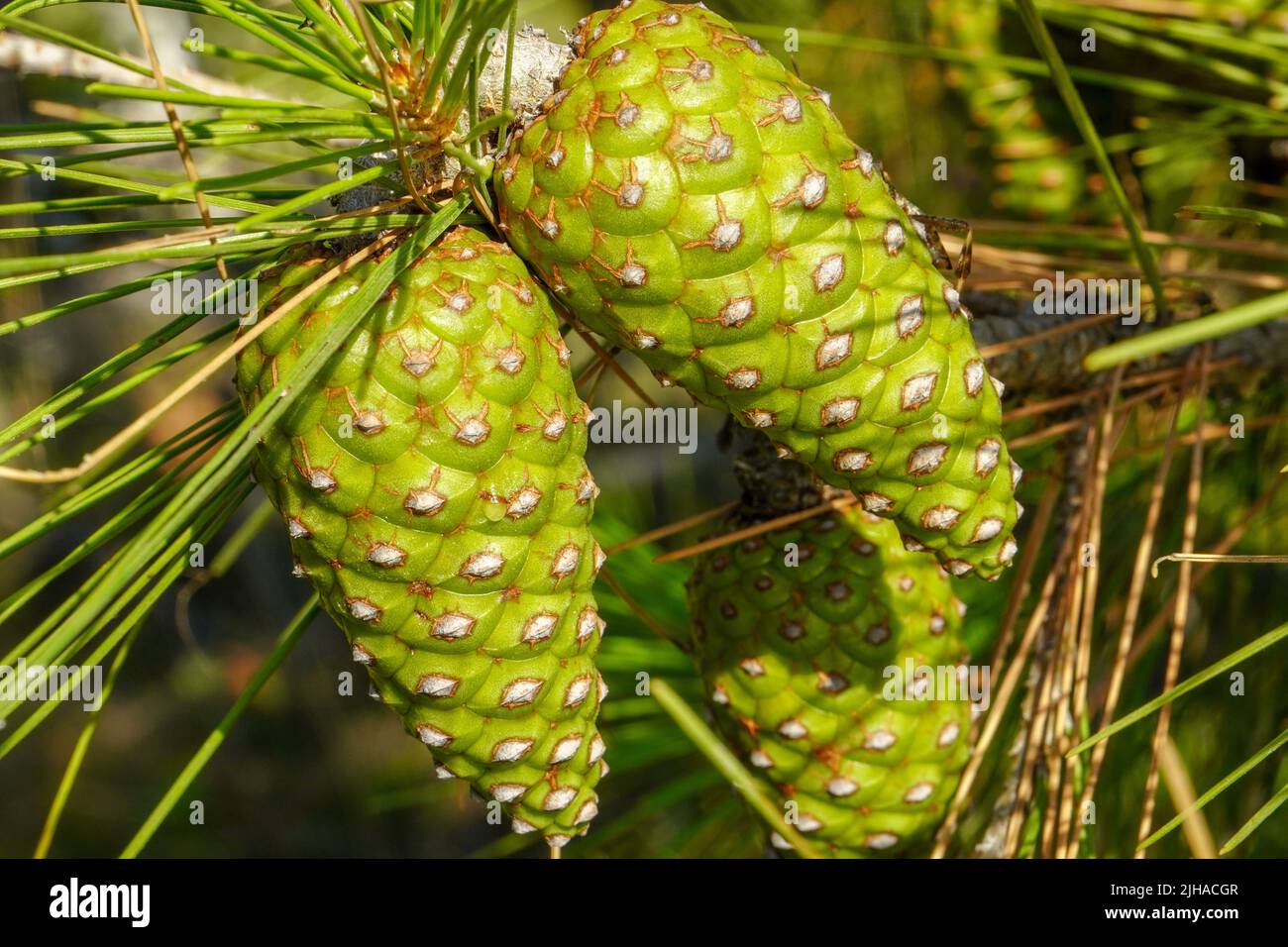 Green cones hi-res stock photography and images - Alamy