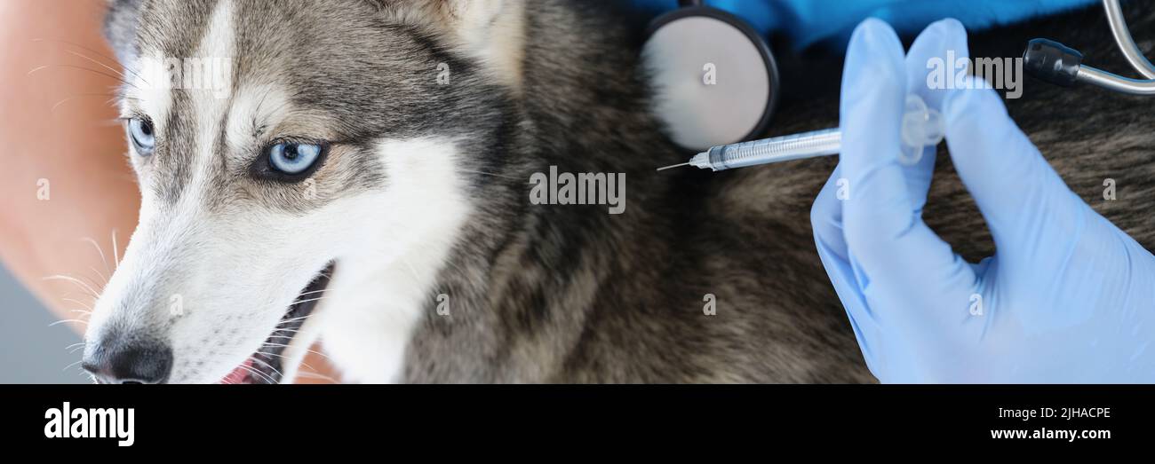 Fluffy husky dog get injection from veterinary doctor, treatment for ...
