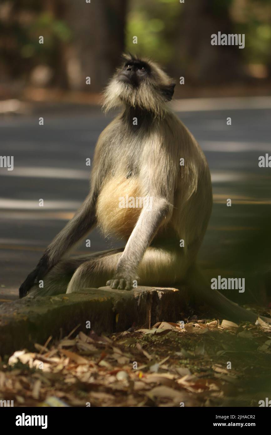 Surilis hi-res stock photography and images - Alamy