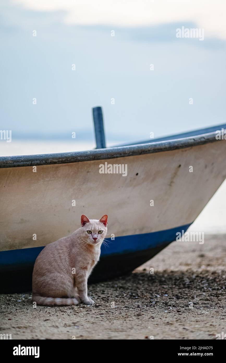 A vertical shot of a white fat cat near a small parked boat on a shore ...