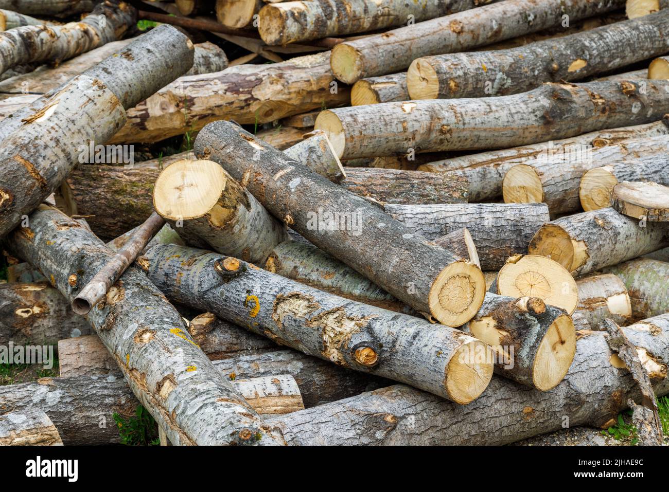 unpeeled aspen logs laid on the ground at daylight, close-up background ...