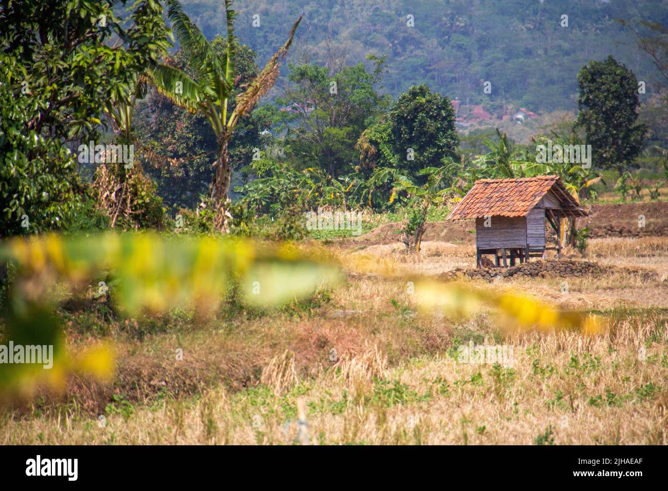 An old wooden hut surrounded by the trees in the village by Ciremai ...