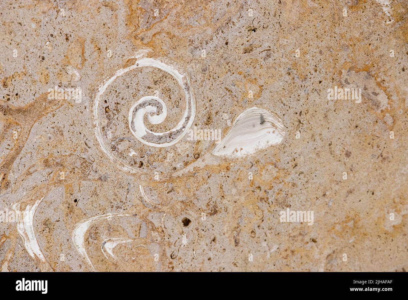 Stone wall with fossil shell, background photo texture Stock Photo - Alamy