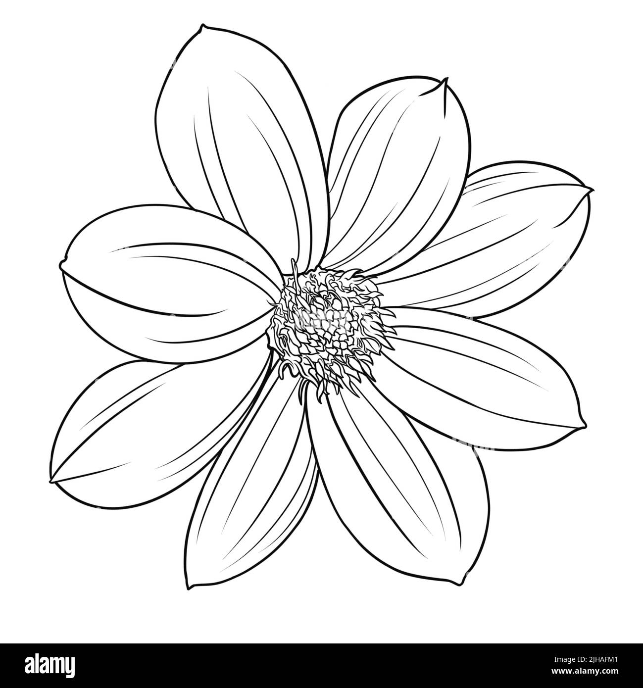 Dahlia Floral Illustration. Botanical Stamp Line Art Design Stock Photo ...