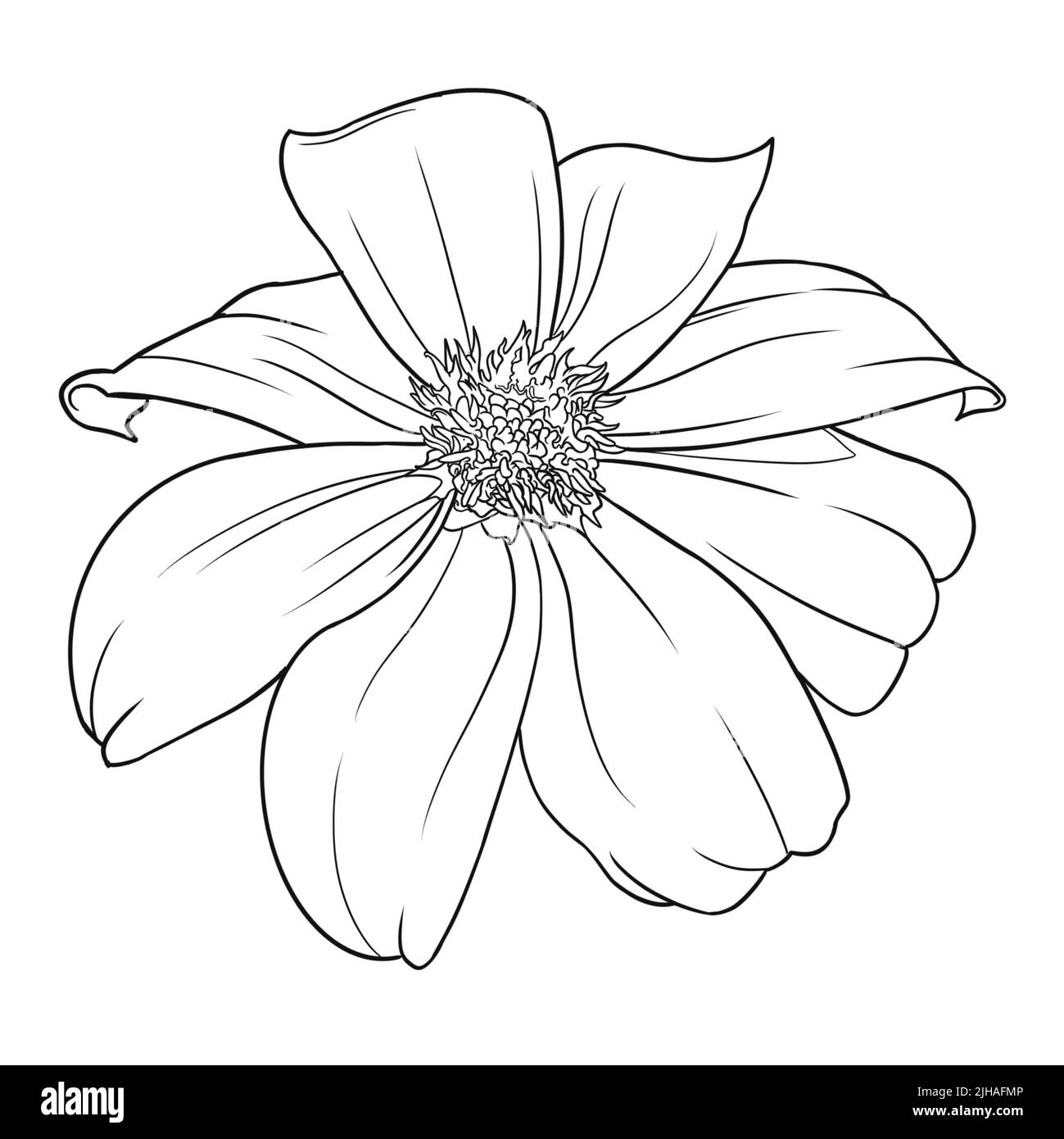 Crimson Dahlia Flower Graphic Illustration. Botanical Stamp Line Art ...