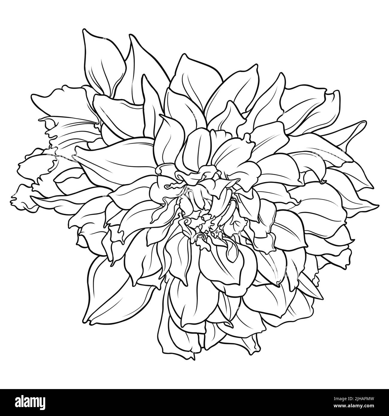 Bloom Dahlia Flower Graphic Illustration. Botanical Stamp Line Art ...
