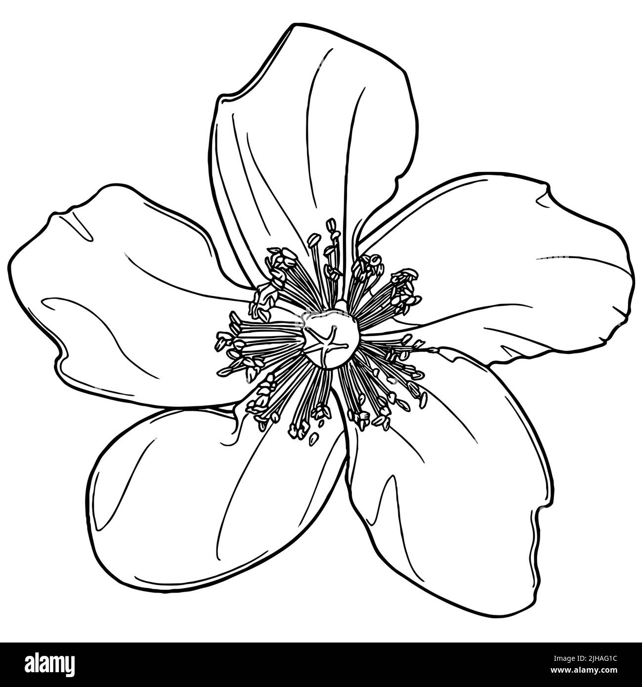 Aaron’s Beard Flower Graphic Illustration. Botanical Stamp Line Art ...