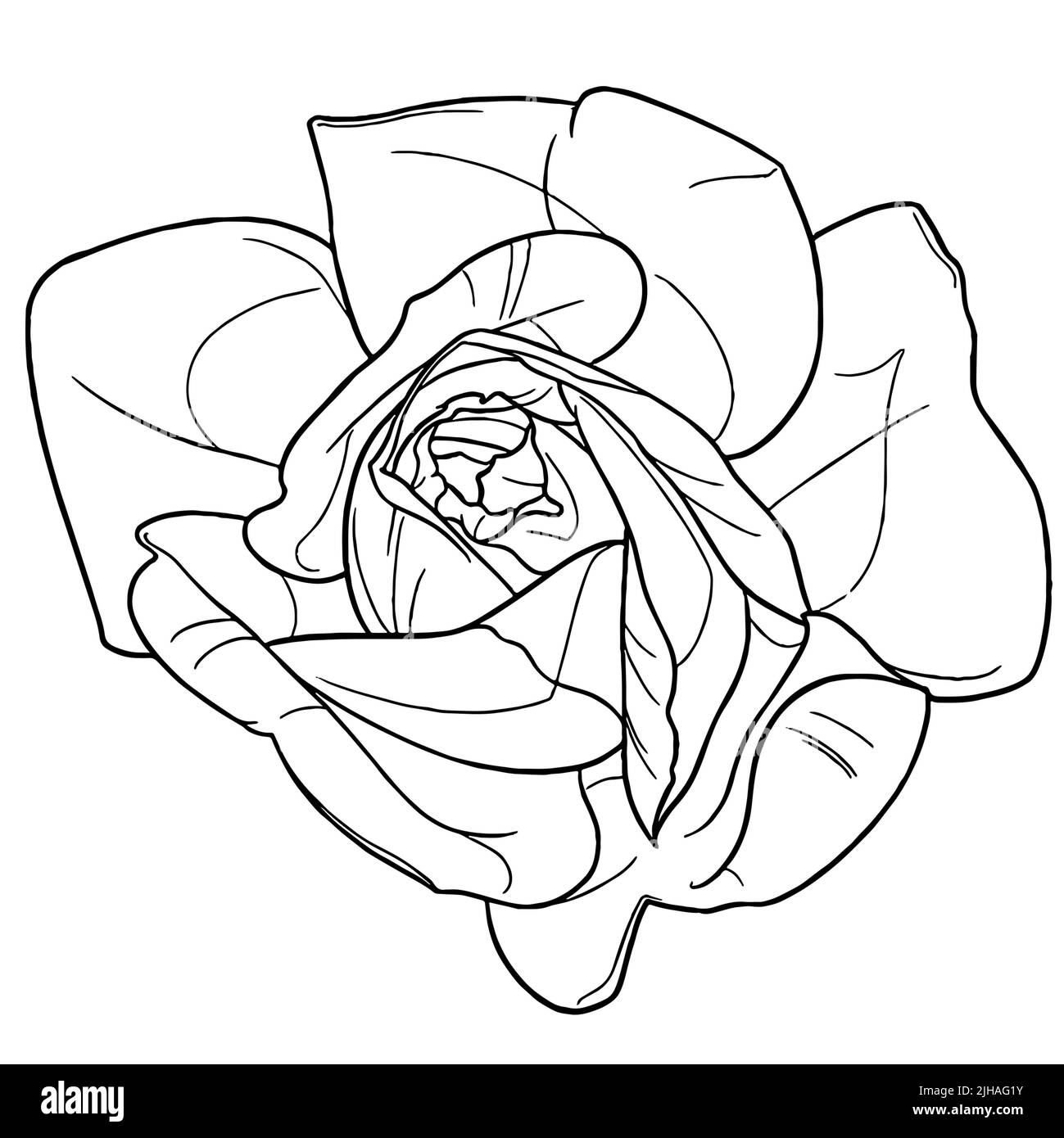 Pat Austin Rose Flower Graphic Illustration. Botanical Stamp Line Art ...