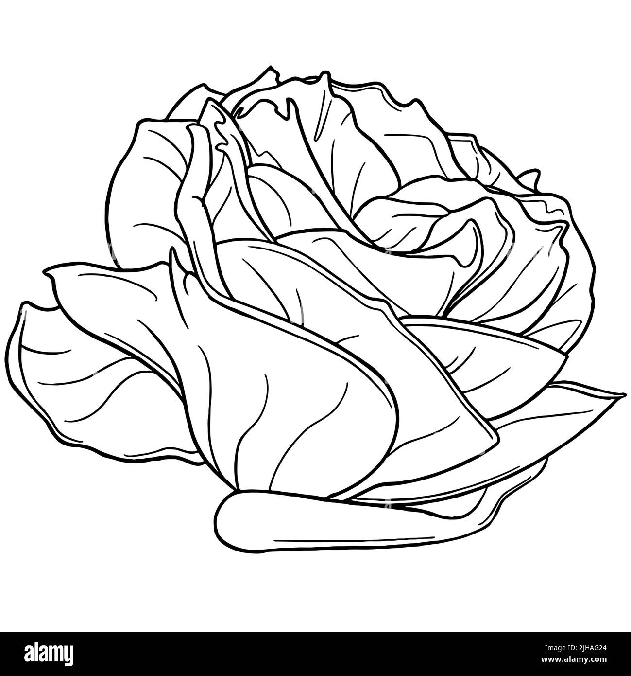 Queen Elizabeth Rose Flower Graphic Illustration. Botanical Stamp Line ...