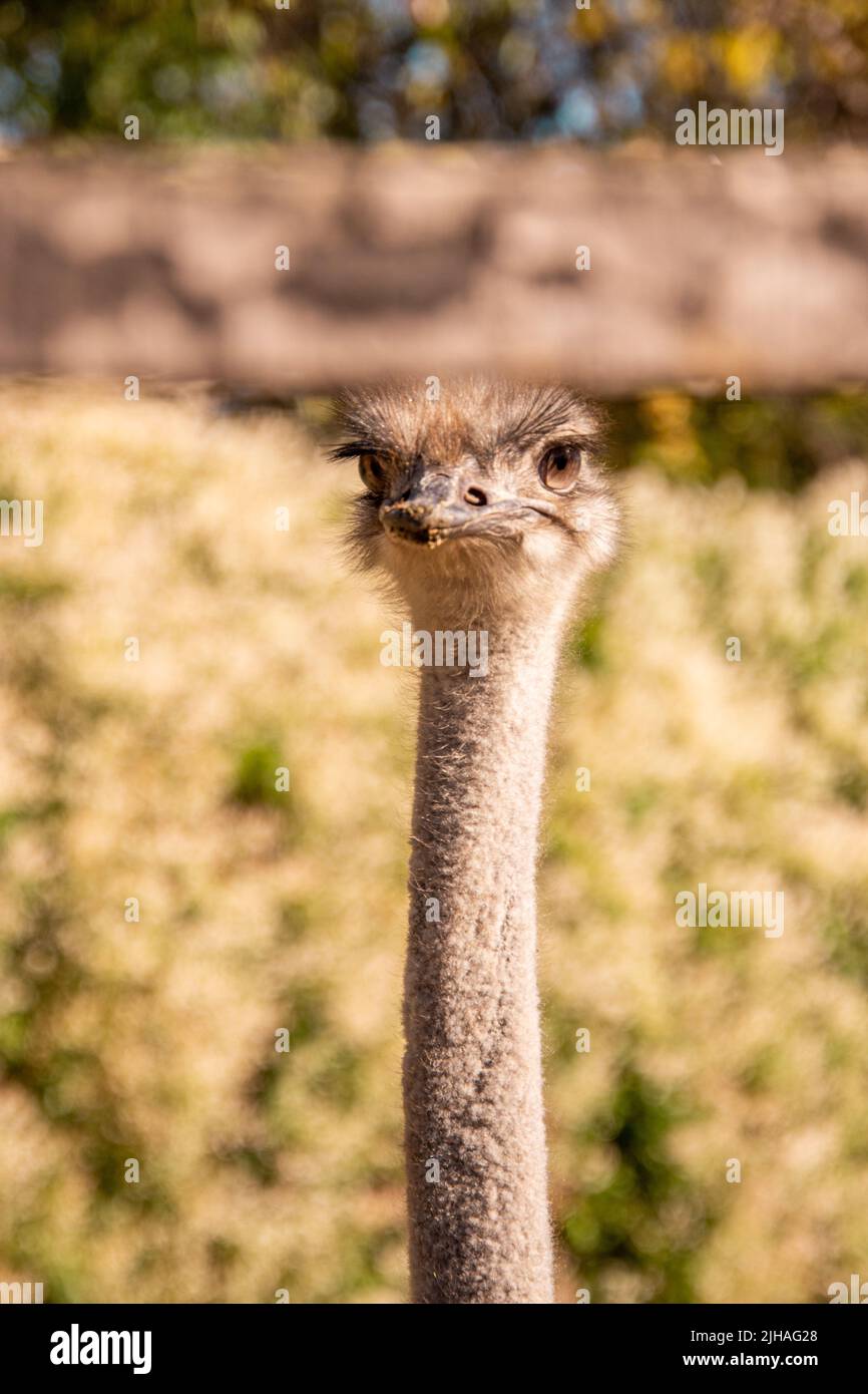 A portrait of the ostrich with a long neck outdoors on a sunny day ...