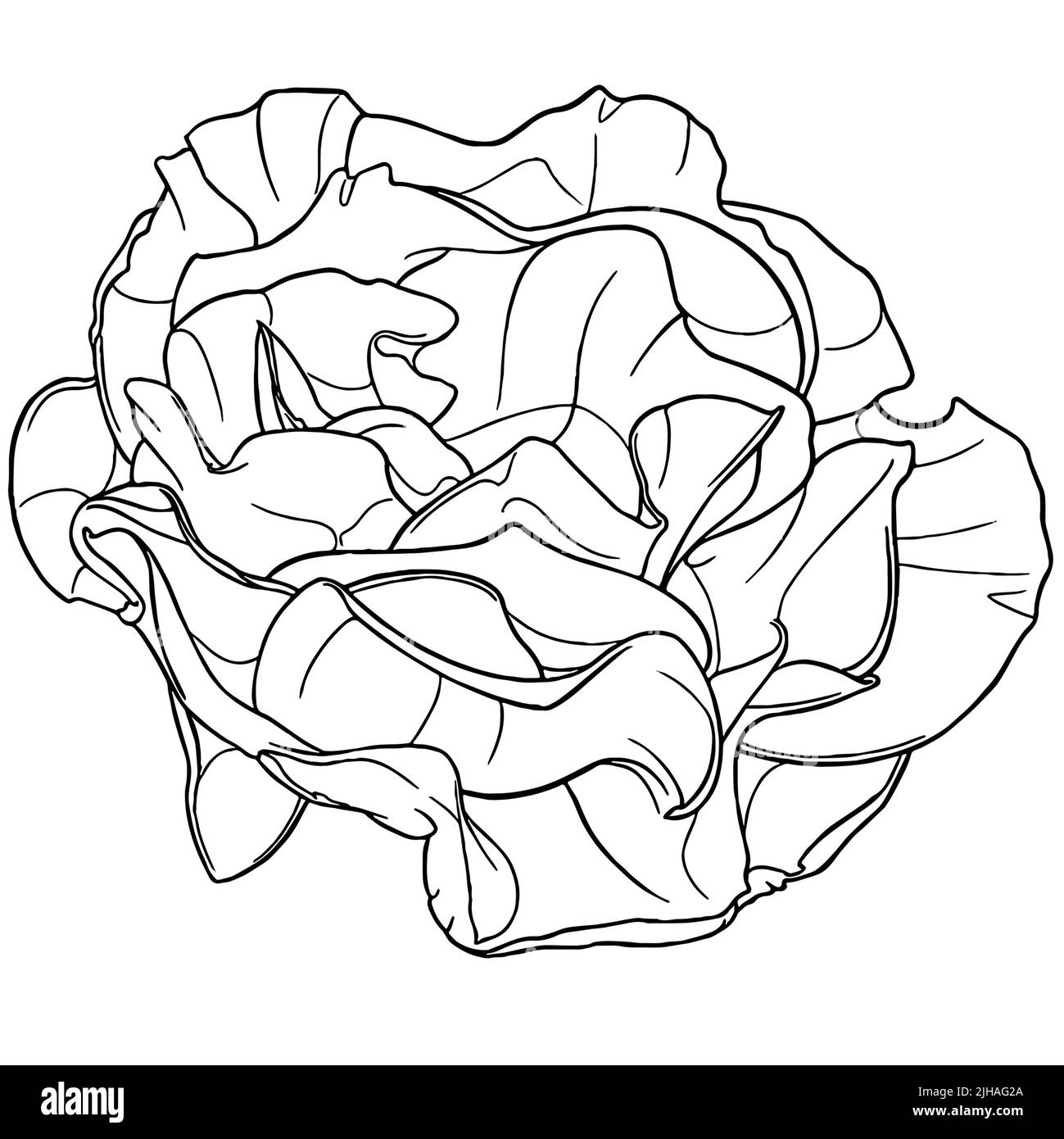 Scarlet Rose Flower Graphic Illustration. Botanical Stamp Line Art ...