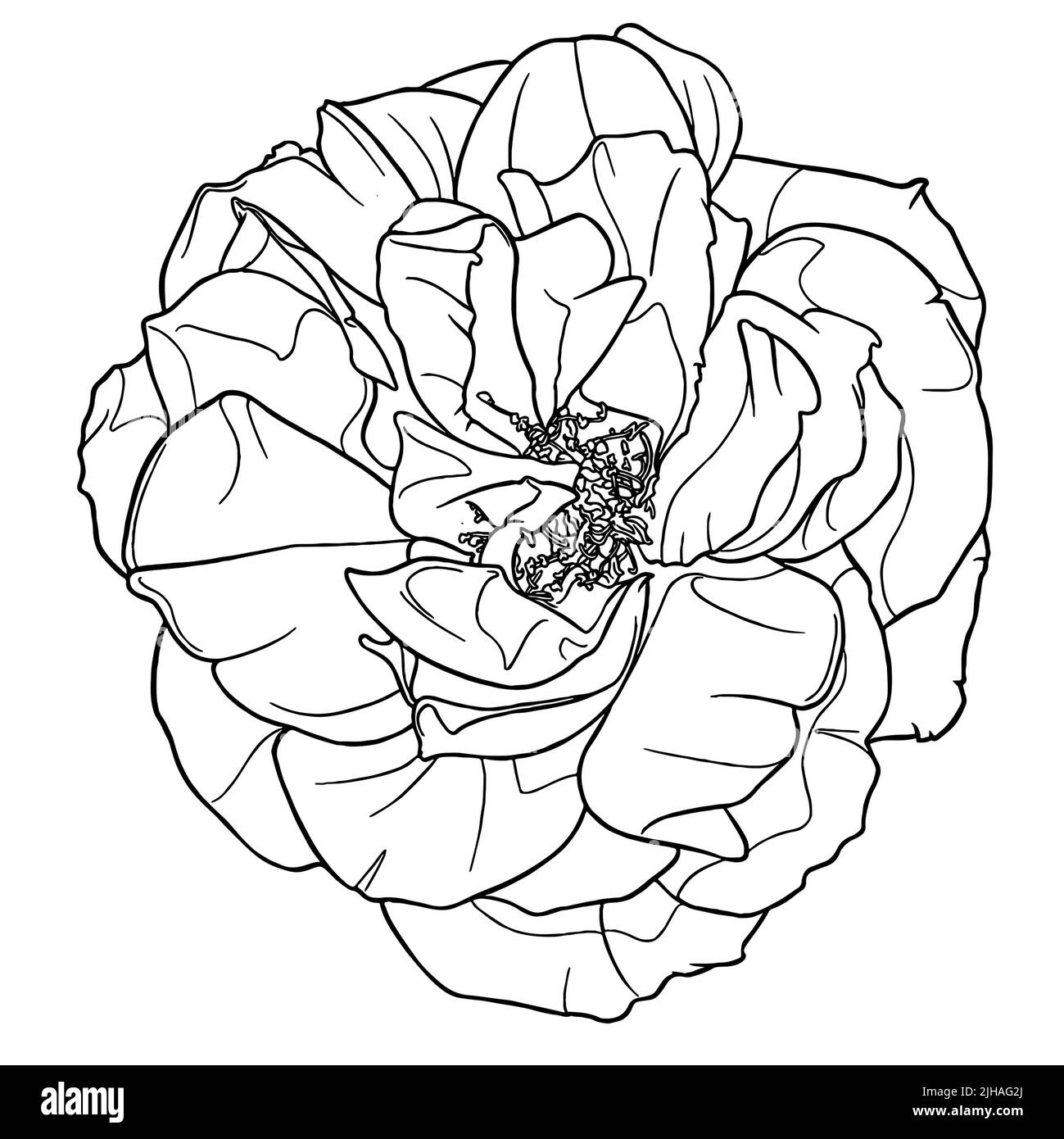 Botanical drawing rose hi-res stock photography and images - Alamy